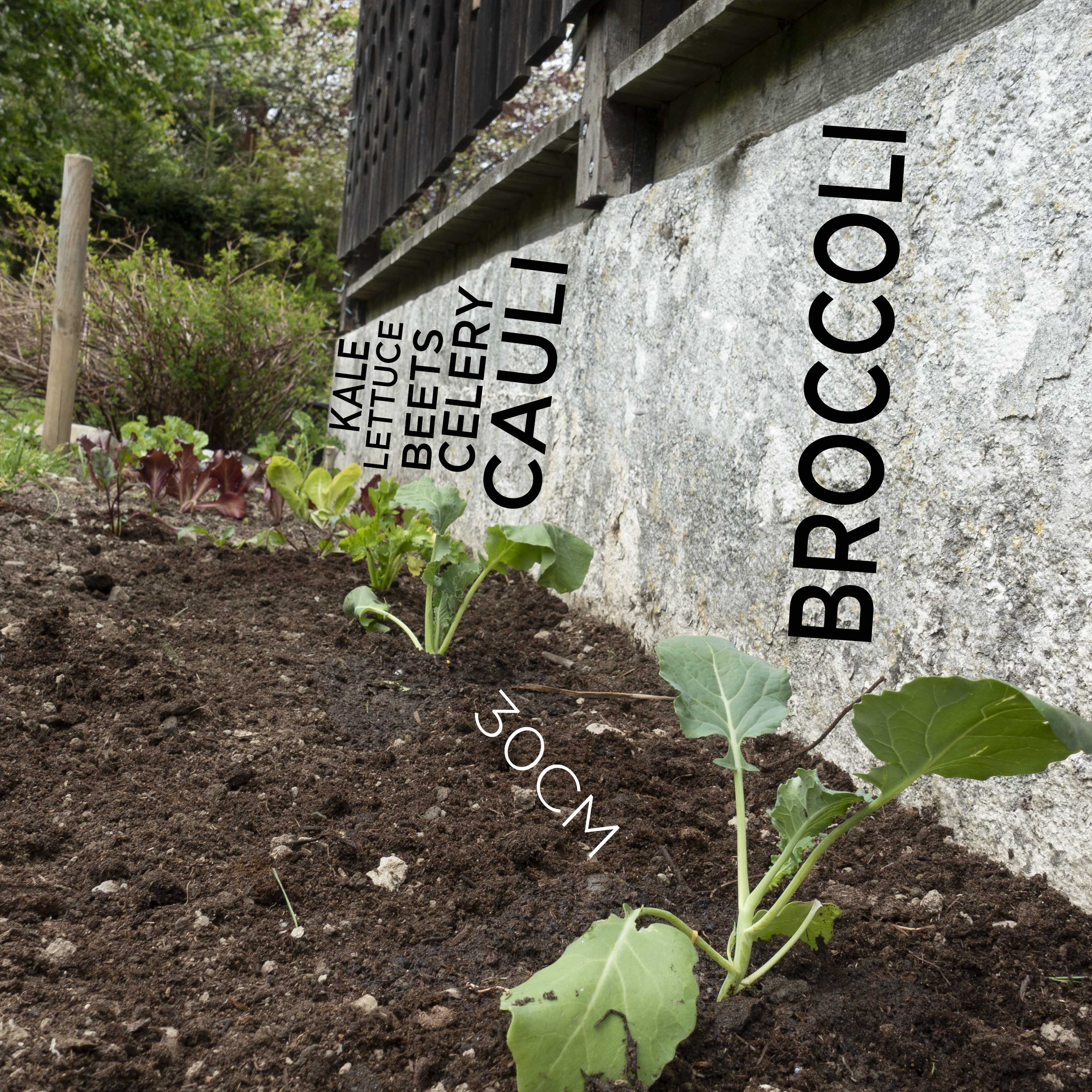 Home gardening guide for sustainable living - Conscious Conservationist